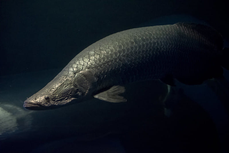 Os peixes mais surpreendentes do Brasil - Parte II | Tudo sobre animais